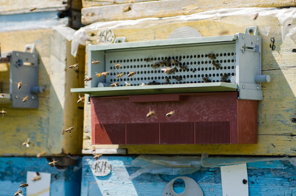 How to Harvest Bee Pollen - Backyard Beekeeping